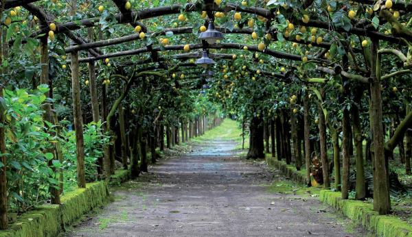 Agriturismo Il Convento - Capri (island)