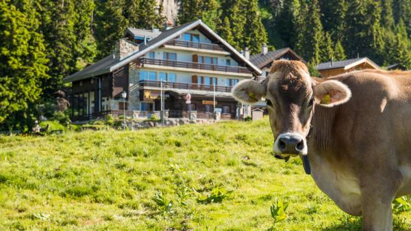 Adler Residenz 8 - Bettmeralp