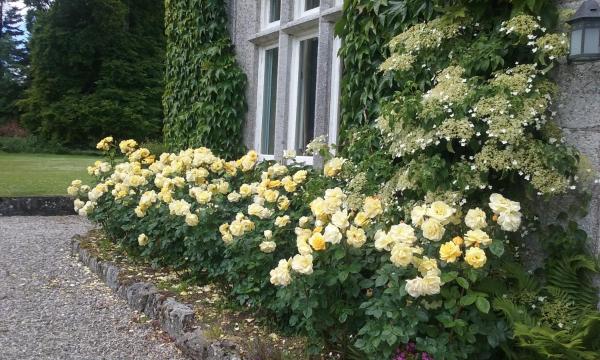 Courtyard Cottage - Tullow