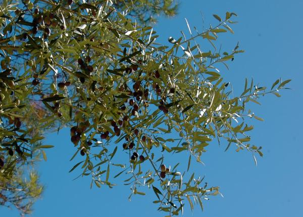 B&b Les Grillons - Sainte-Maxime
