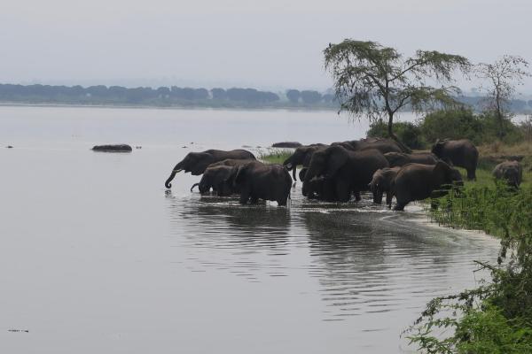 Kasenyi Lake Retreat Lodges & Campsite - ウガンダ