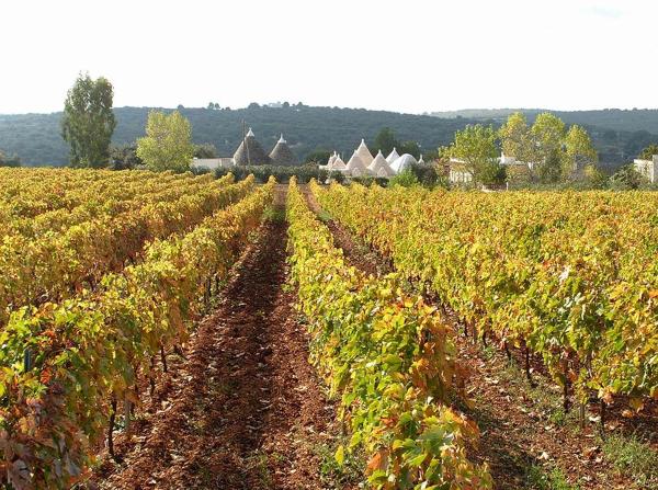 Agriturismo Zizzi - Ostuni
