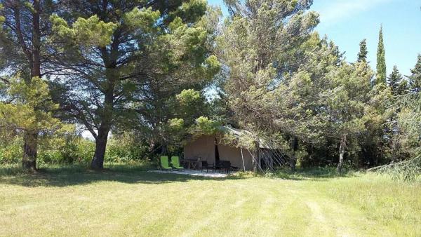 Acacia - Pernes-les-Fontaines