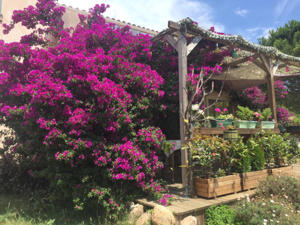 B&b Macchia Verdata Avec Piscine - Corse-du-Sud