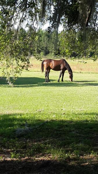 Kokomo Farms - Florida