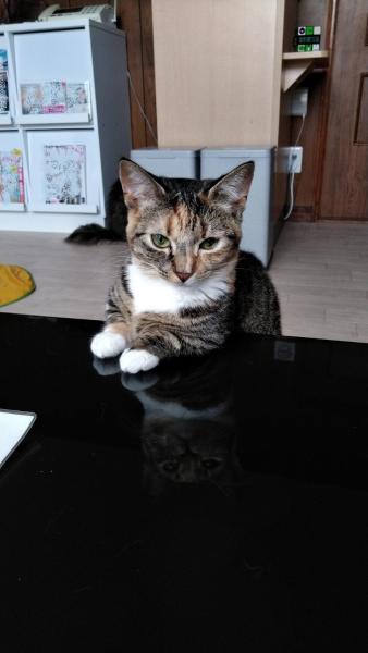 猫Cafe宿 くーちゃんの家 - 小樽市