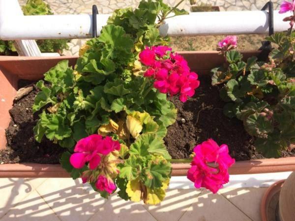 Sunny Studios - Cephalonia