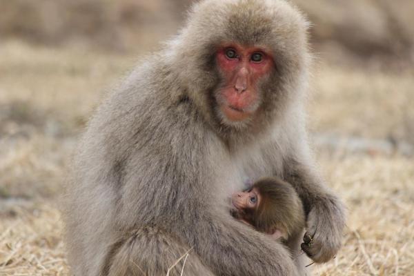 Shiga No Yu Hotel - Nakano