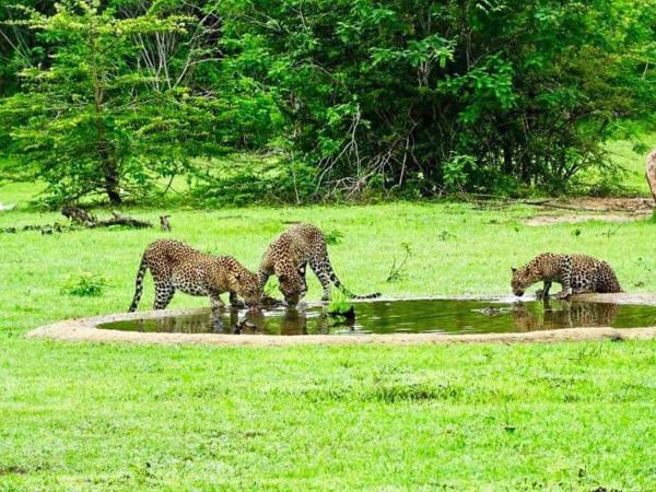 Yala Leopard Mobile Camp - Srí Lanka