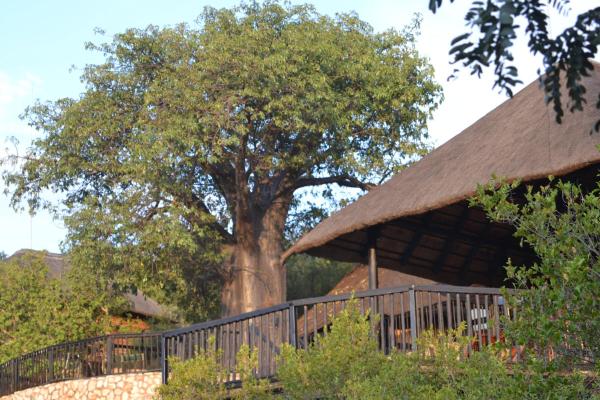 Adansonia Eco Lodge - Messina