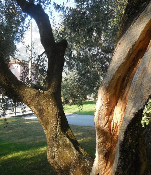 Olive Tree House - Nago-Torbole