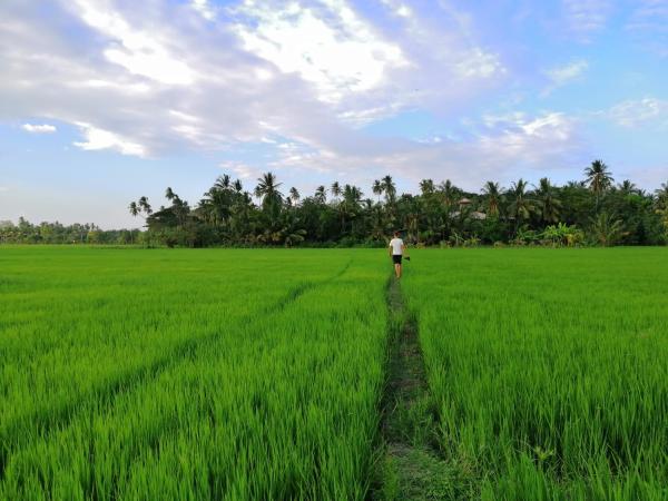 Viveka Inn Guest And Yala Safari - Sri Lanka