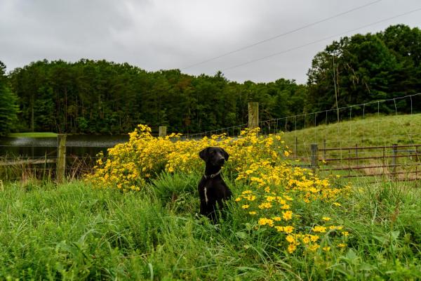 Wolf Creek Farm B&b And Motorcycle Manor At Wolf Creek Farm, Llc - 維珍尼亞