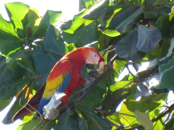Chez Philippe - Costa Rica