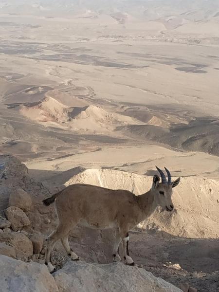 Desert Peace - Israël