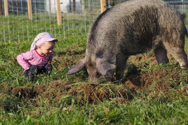 Bio-bauernhof Wilfling - Austria