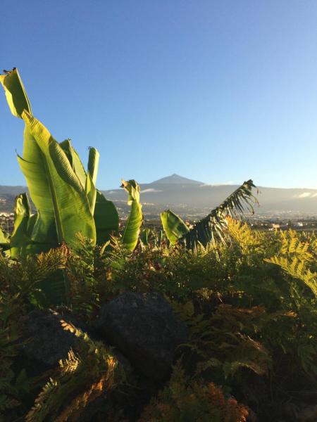 Finca La Plantación _agroturismo - Santa Úrsula