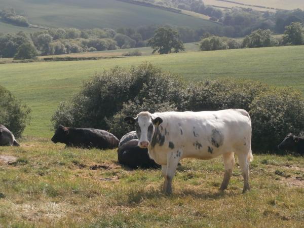 Harepath Farm Cottages 1 - Chagford