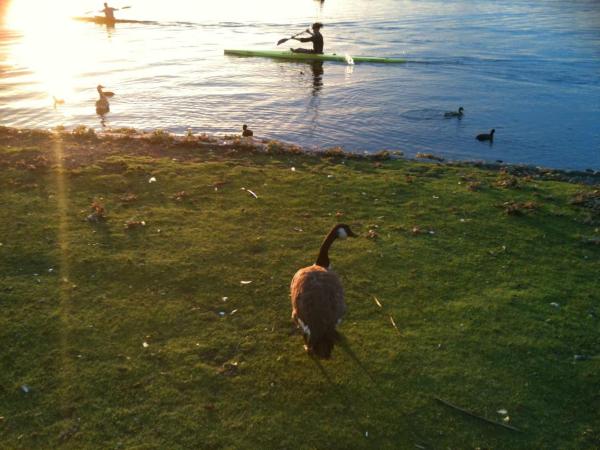 Apartment Alster - Hamburg