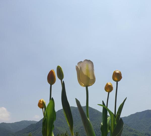 B&b Tulipano - Bagolino
