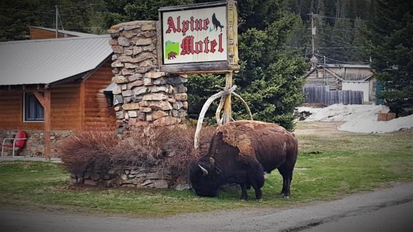 Alpine Motel Of Cooke City - Cooke City-Silver Gate, MT