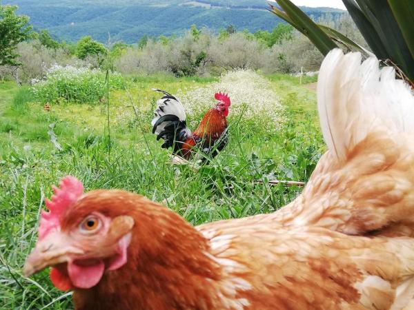 Eco Camp Supot - Strunjan