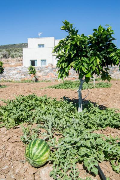 Ligaridia Apartments - Naxos
