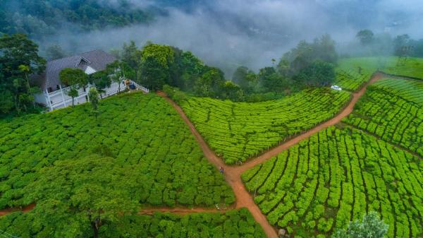 Tea Harvester - Munnar