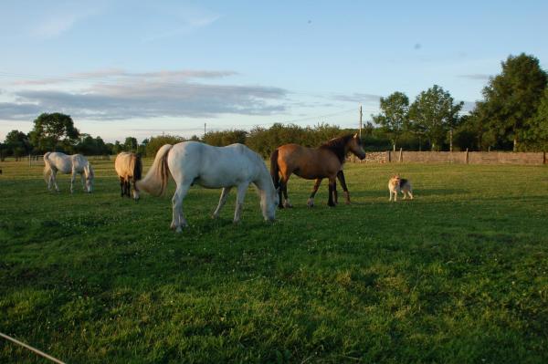 The Little Flock Farm - Irland