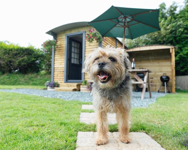 Buttles Shepherd's Hut - Manorbier