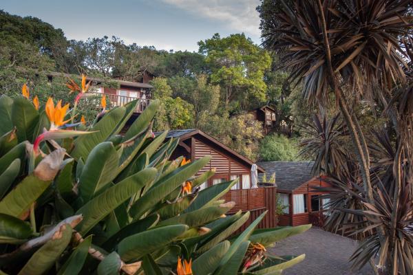 Under Milkwood Resort - Knysna