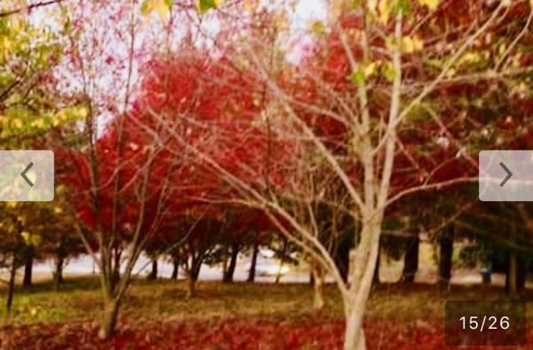 Houghton Stone Villa - Woodside