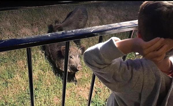 El Jabalí Contento - Arroyo Frío