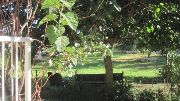 The House By The Mulberry Tree - Israel