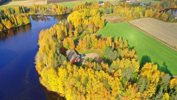 Willa Rikiina - Kurikka