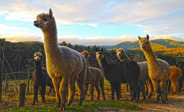 Valley Farm Vineyard Villas - Healesville