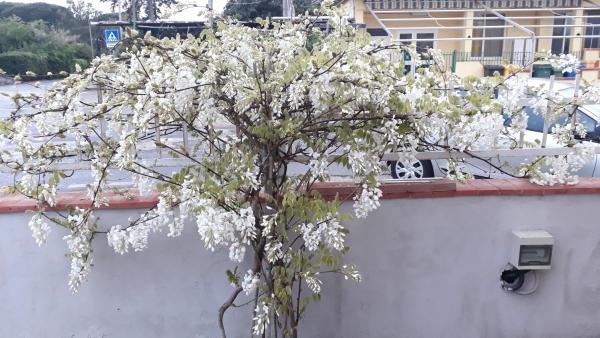 Le Bagnanti Di Miro' - San Felice Circeo