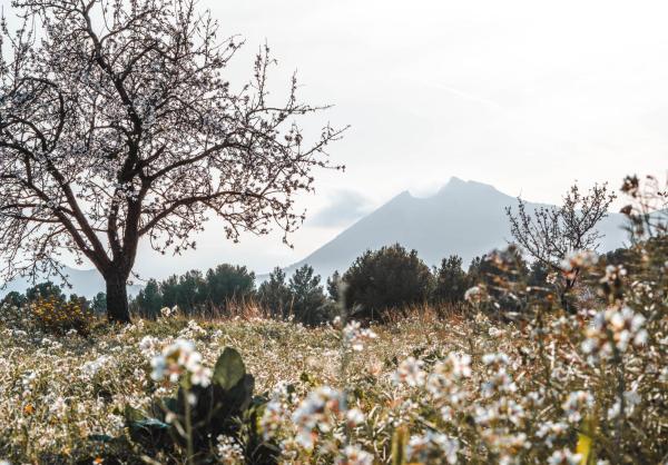 Finca Les Coves - Tibi