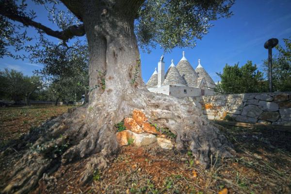 Trulli Foggia Dell'albero - Puglia
