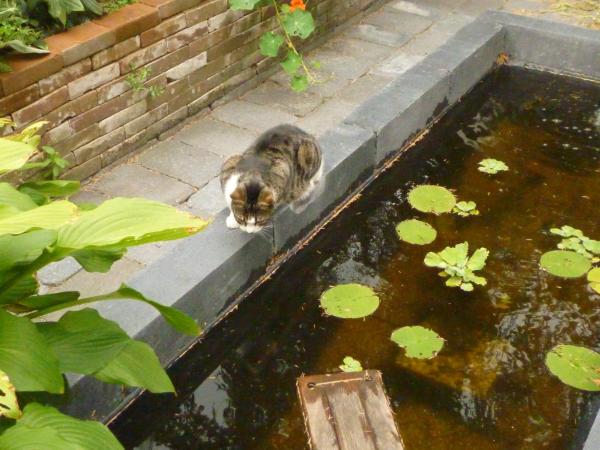 Cessinas - Groningen