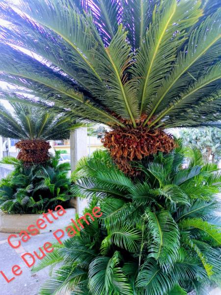 Casetta "Le Due Palme" - Castellammare del Golfo