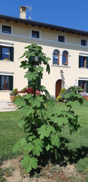 Casa Ongaro - Piancavallo