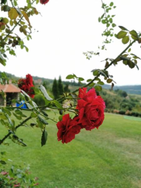 Domaćinstvo Sinđelić - Serbia