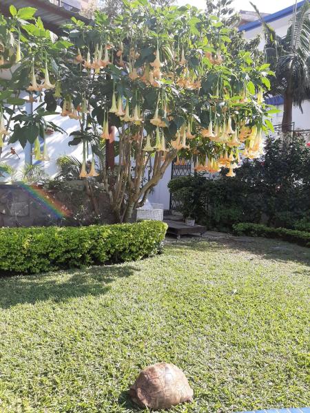 Figtree Guesthouse - Maputo