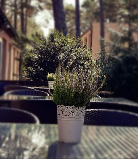 Ośrodek Wypoczynkowy W Sosnowym Lesie - Ostsee