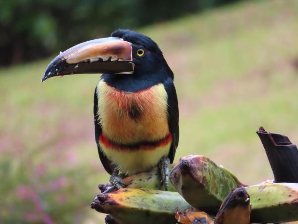 La Ceiba Tree Lodge - Costa Rica