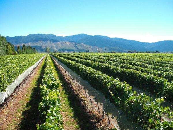 Marlborough Magic - Rapaura Holiday Home - Renwick