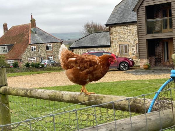 Poachers Hut 1-bed Cottage Sleeps 2 Pet Friendly - Isle of Wight