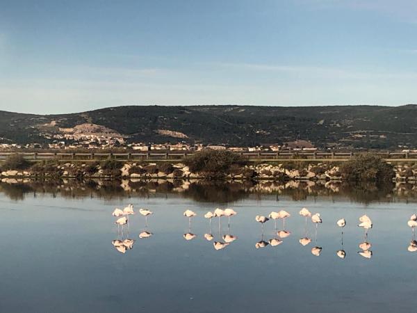 Flamants Roses 1 Pers 6 - Frontignan