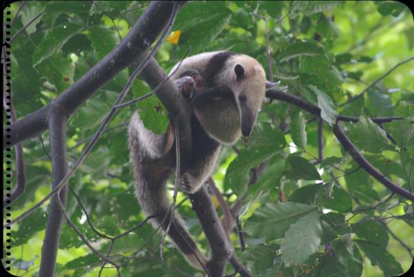 Casa Manglar Villa - Costa Rica